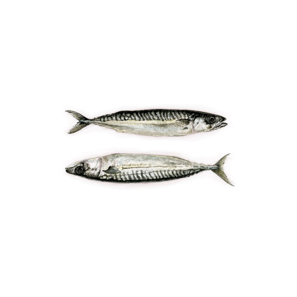 Two Fish – Sarah Smith Artist